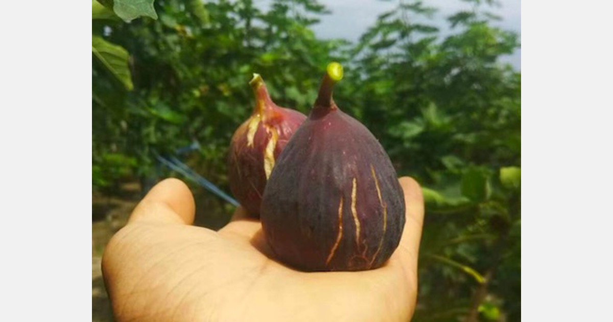 China: "Sales of figs stable"