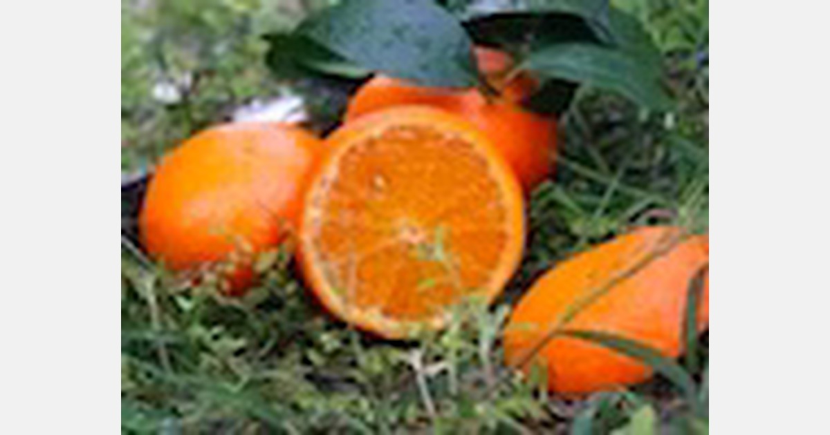 China: Orah mandarin production surged this year