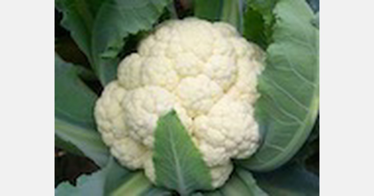 China: Organic cauliflower price increase