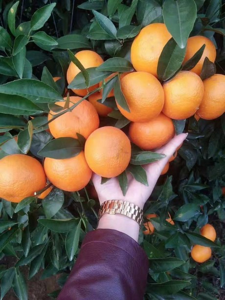 "Shatang oranges leave the market wide open for Orah mandarins"