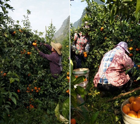 "Shatang oranges leave the market wide open for Orah mandarins"