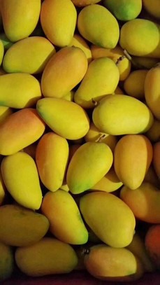 "Tainung mangoes dominate Beijing market"