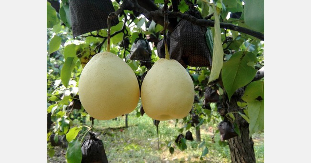 "Retail conditions for Chinese Crown pears are much better than for ...