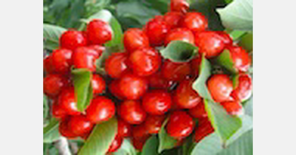 Large Chinese cherries sell for 300 yuan per kg