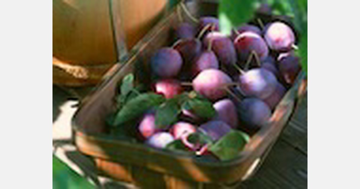 European plums perform surprisingly well in Chinese market