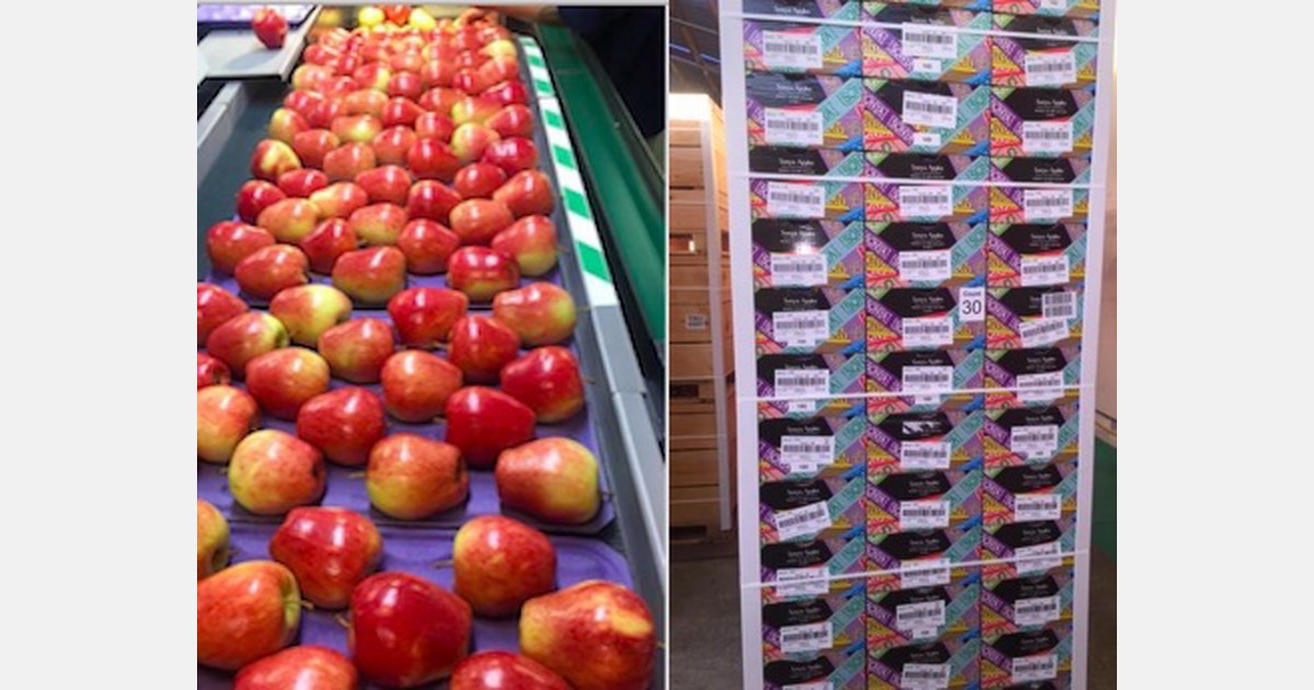 China: First shipment of Sonya apples will arrive in Shenzhen on April 28th