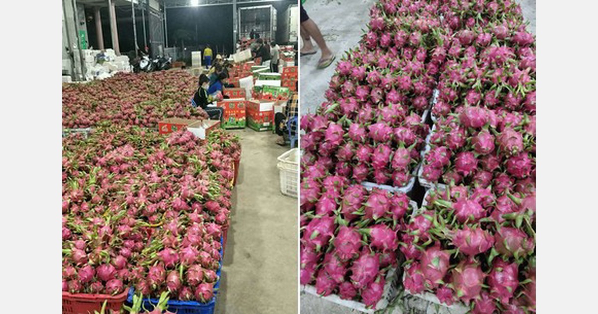 "Chinese dragon fruit price shows upward trend"