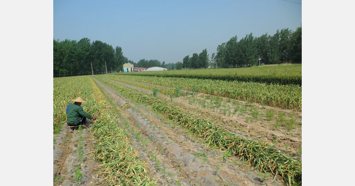 Jinxiang begins harvest of 37 thousand hectares of garlic