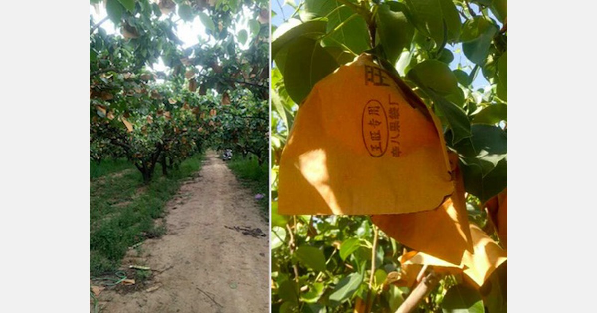 China: "Covering pear trees in pouches is complicated by strong winds"