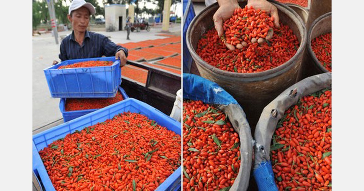 China: "Ningxia goji berries enter peak sales season"