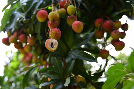 Chinese lychees enter South American market for the first time