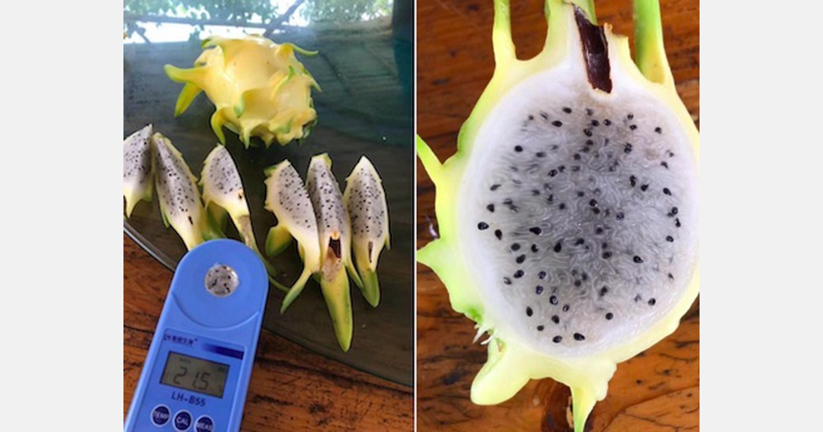 yellow dragon fruit difference