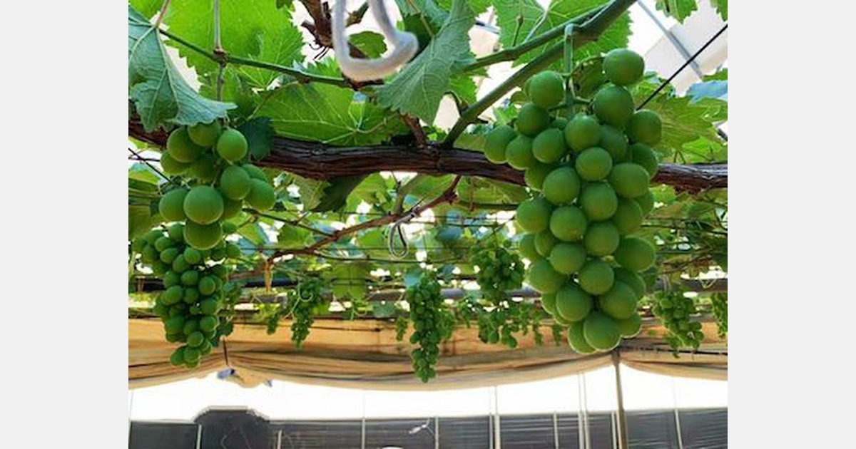 Shine Muscat grapes from South Korea perform well in China