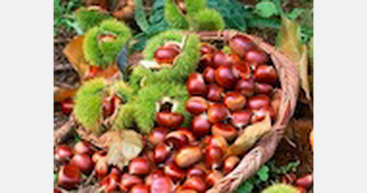China: This year's chestnut production is smaller than expected