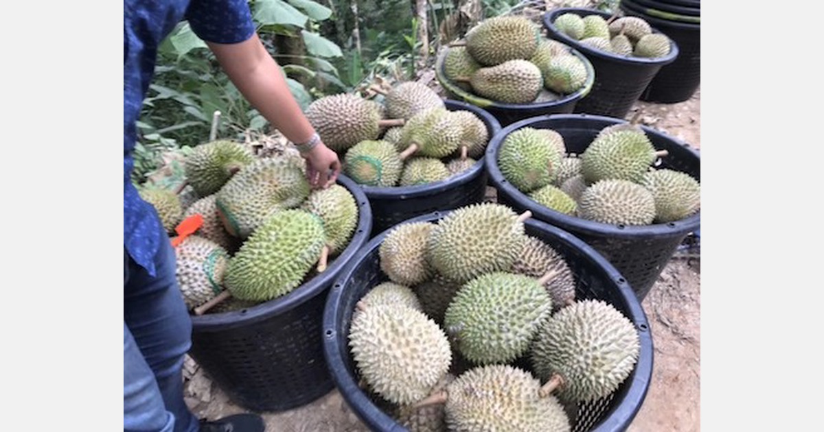 "China lacks unified quality standards for durians"