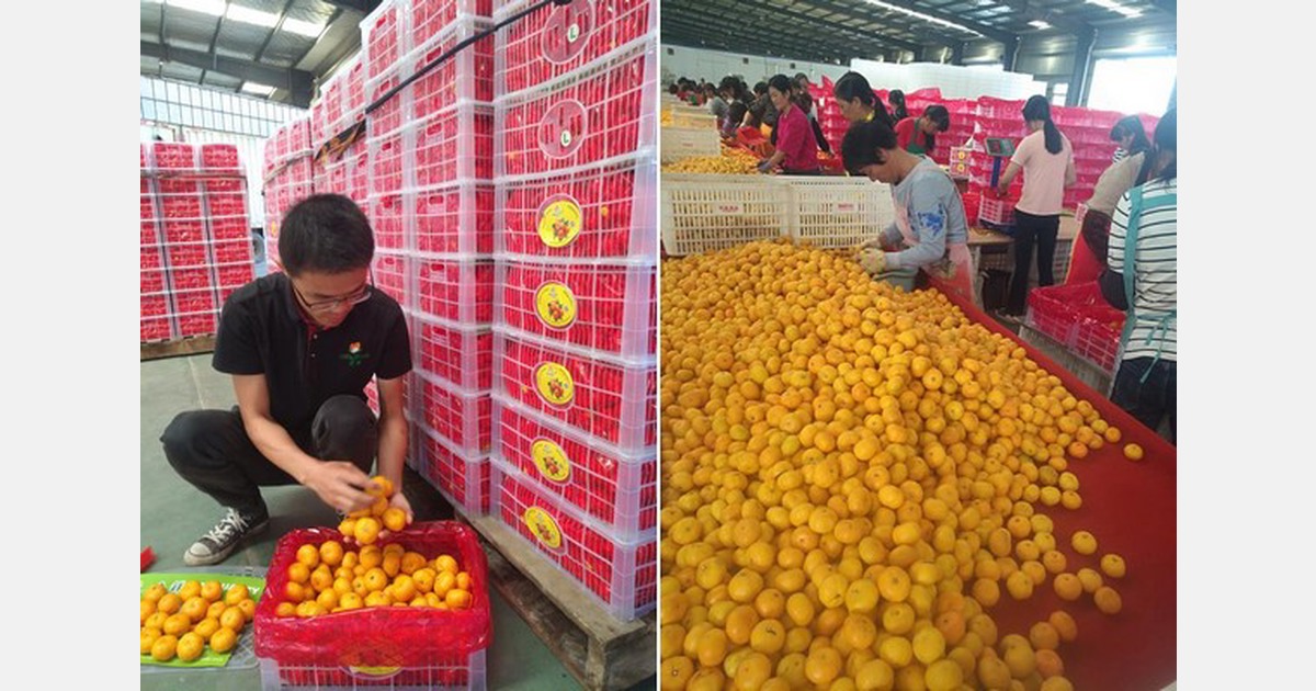 "Nanfeng mandarins entering the Chinese market in large volumes"