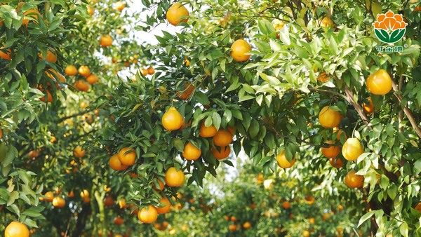 "Papagan orange season in China started late by a week"