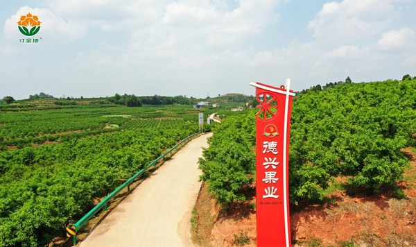 "Papagan orange season in China started late by a week"