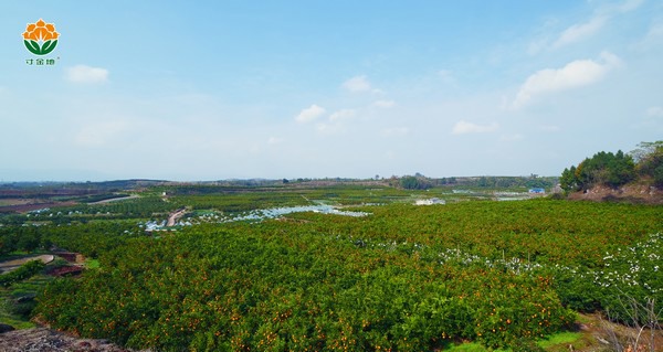"Papagan orange season in China started late by a week"