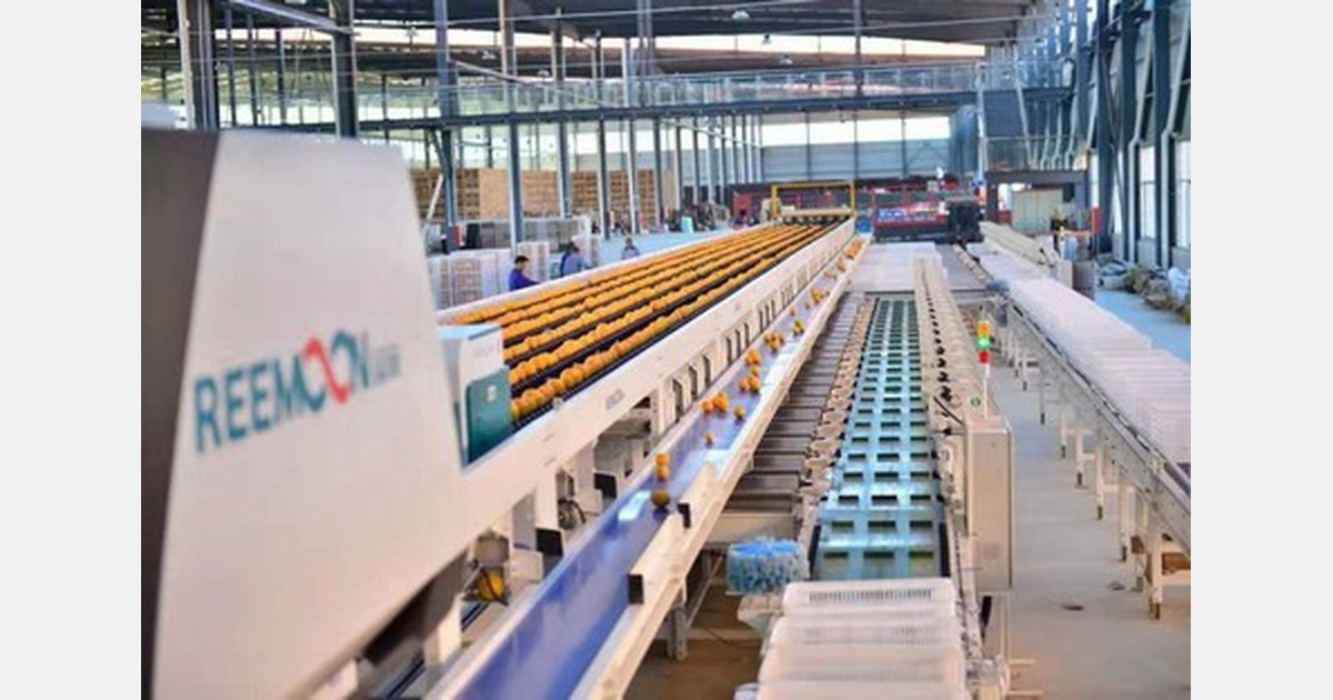 "We automated a whole orange sorting plant"