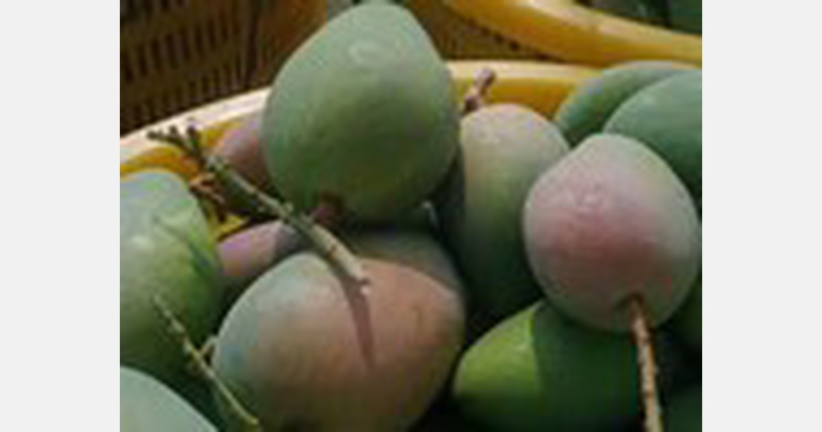 "Imported mangoes fill gap in Chinese market during the off-season of ...