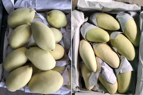 "Imported mangoes fill gap in Chinese market during the off-season of ...