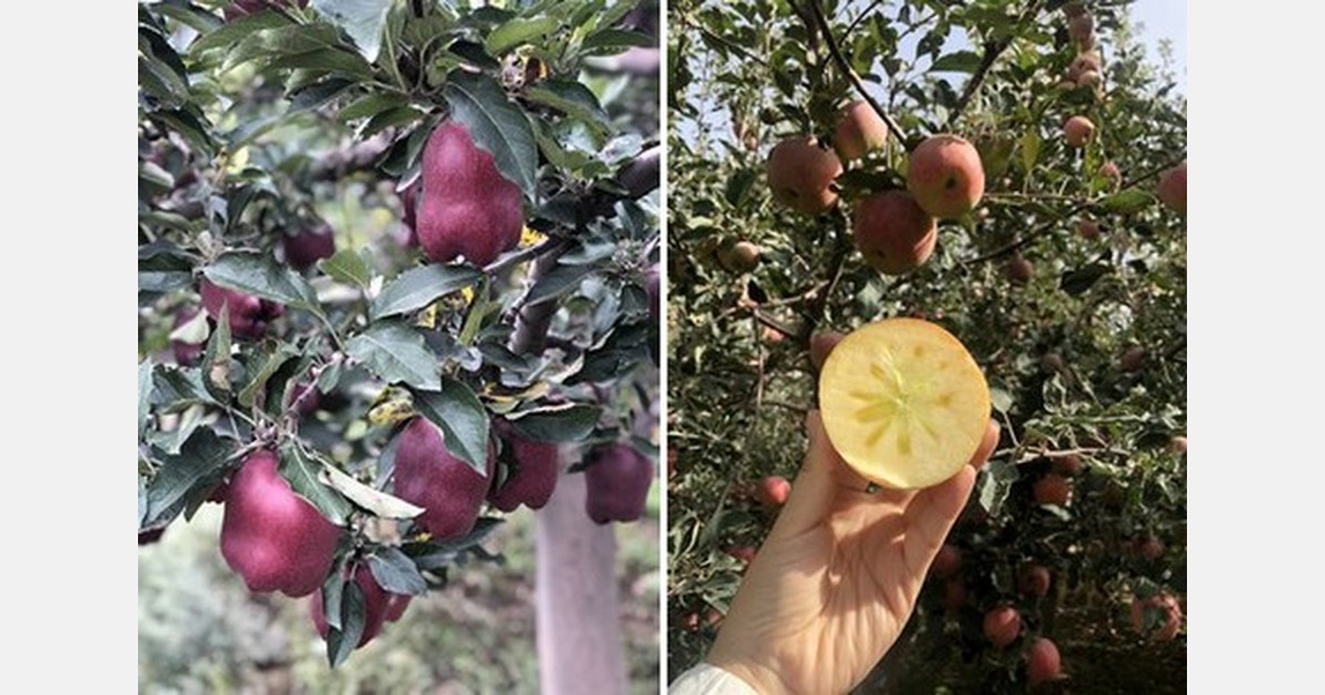 "The Chinese market for Aksu candy apples is in disorder"