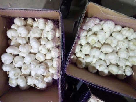 "Surface area of Chinese garlic farms in Shandong increased by 20% this ...