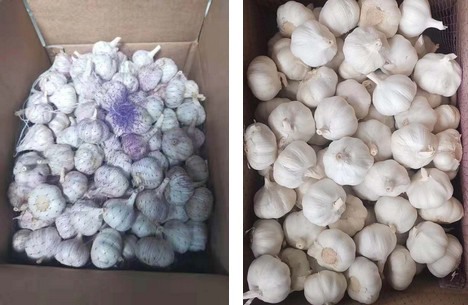 "Surface area of Chinese garlic farms in Shandong increased by 20% this ...