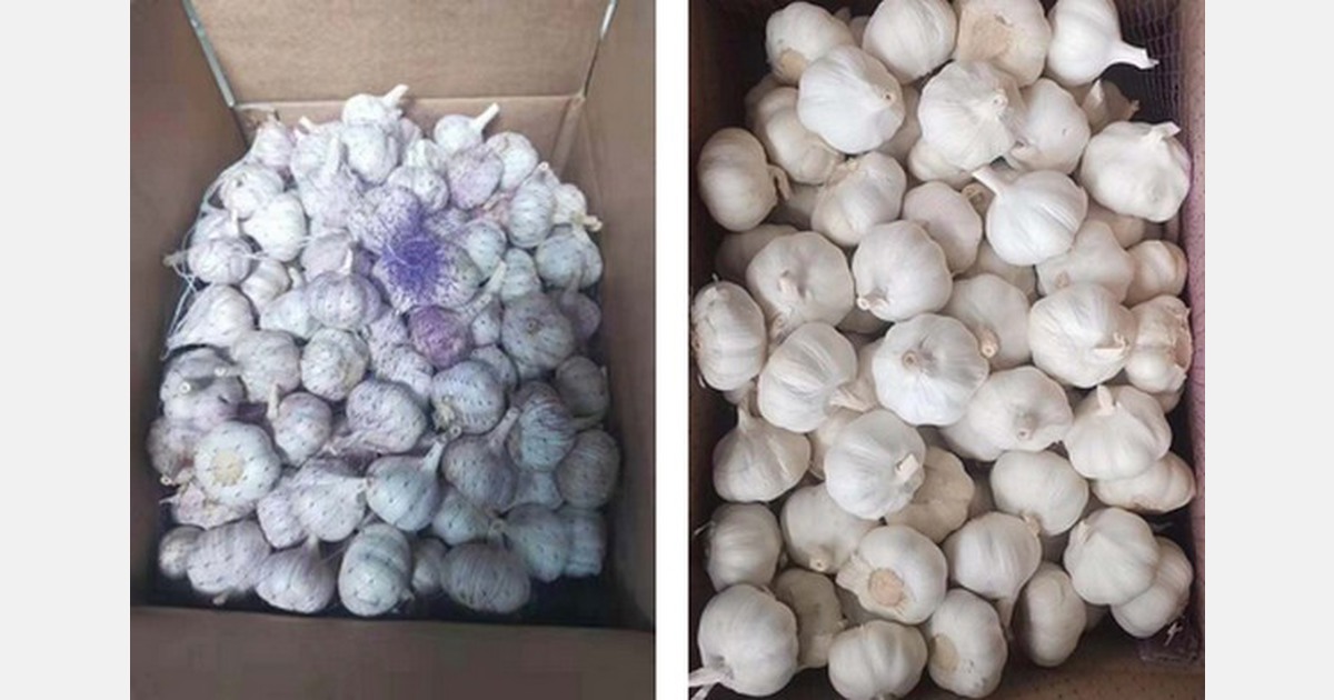 "Surface area of Chinese garlic farms in Shandong increased by 20% this ...