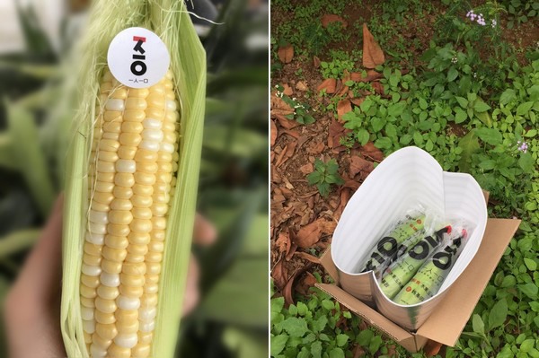 "Production season of Chinese sweet corn is about to begin"