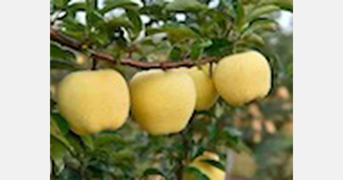 Venus Gold apples became a popular item in China