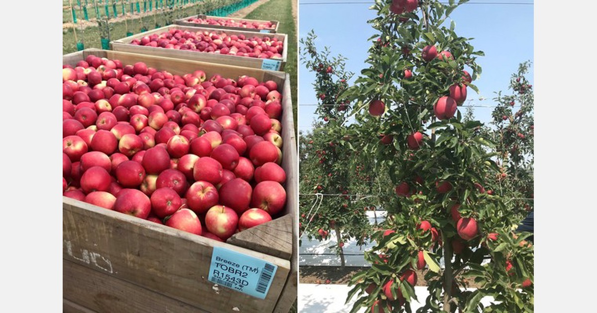 "Quality of New Zealand Breeze apples is better than last year"