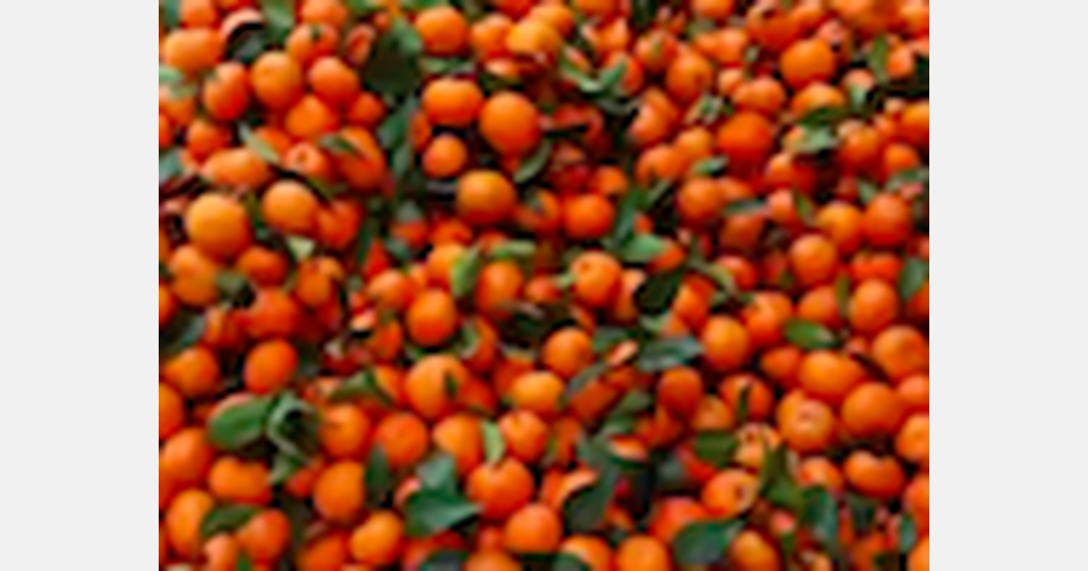 Orri tangerines enter Chinese market in large volumes