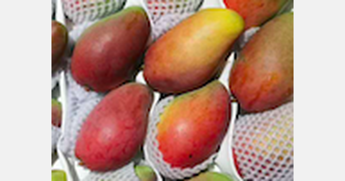 "Global mango trade struggles as countries around the world close their ...