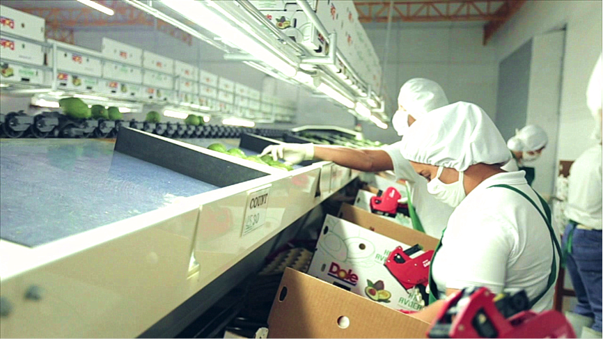 First batch of Philippine Hass avocados arrive in China