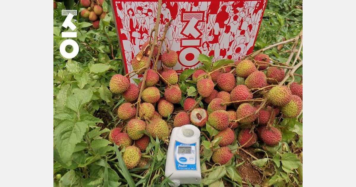 Lychee production from Hainan back to normal
