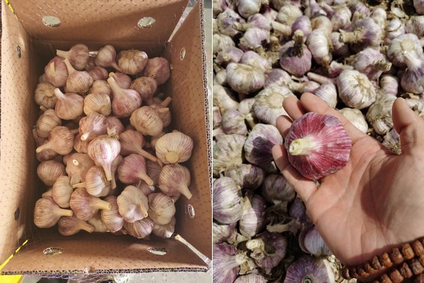 "Chinese garlic from refrigerated storage continues to dominate ...