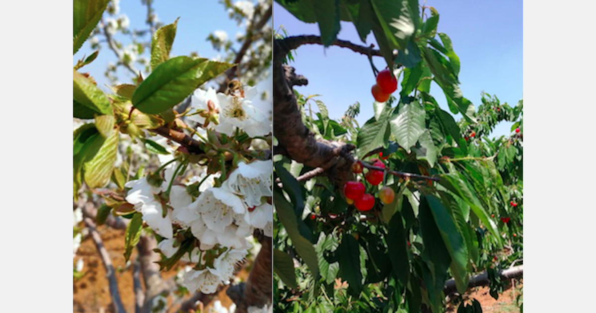 "Chinese cherries from orchards in Yantai are sweeter and bigger than ...