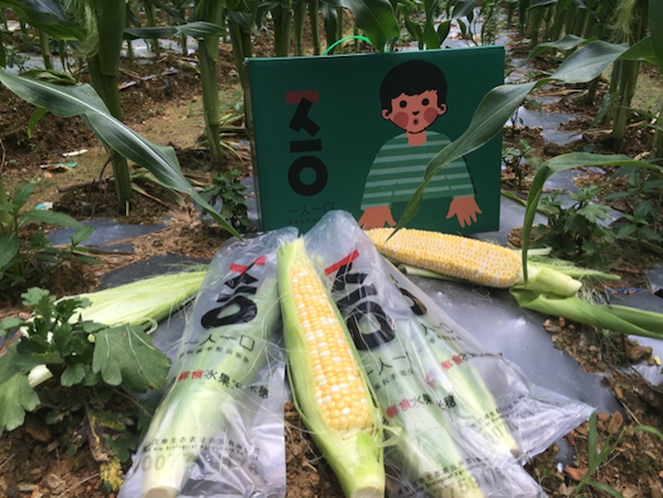 "Sweet corn enters peak production season in China"