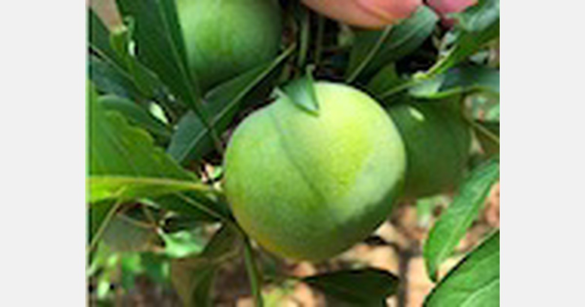 "Chinese crisp plums from Wushan entered the market in late June"