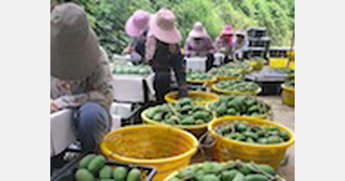 "Hometown of mangoes in China" sees 20% lower production