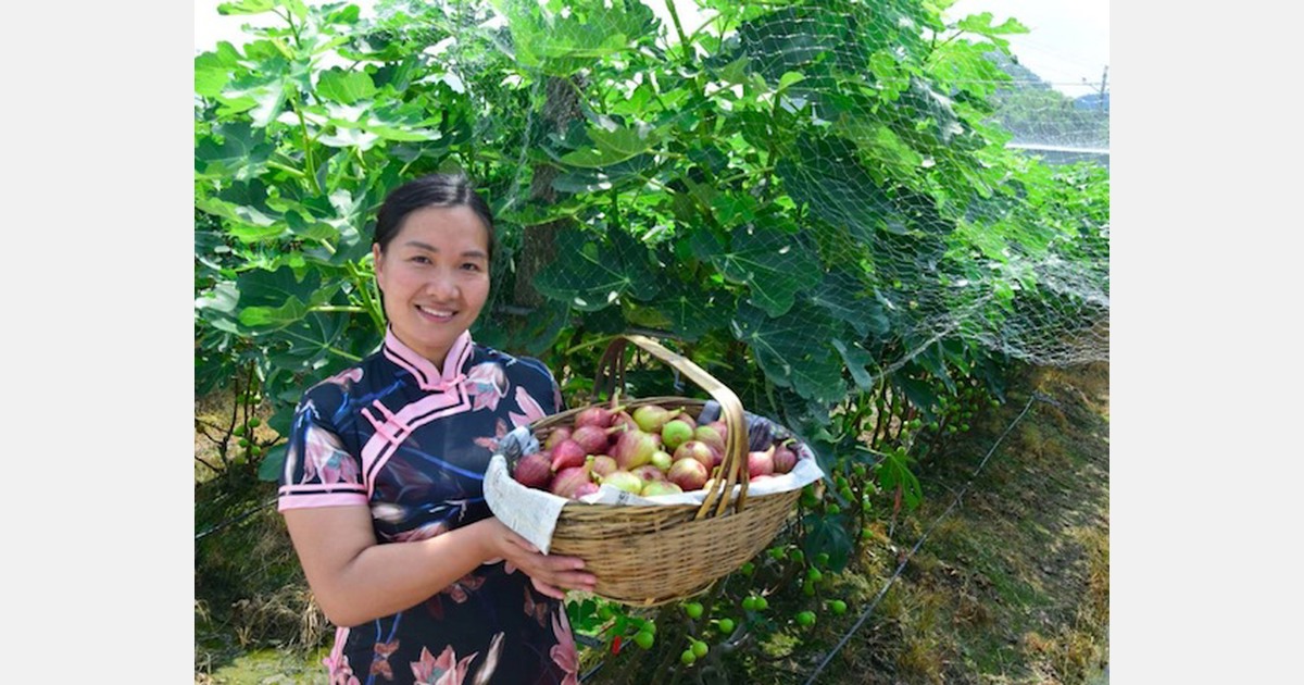 Supply season of fresh Chinese figs lasts all year