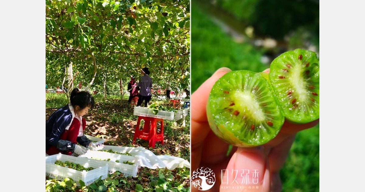 New kiwi berry variety in China lengthens sales season