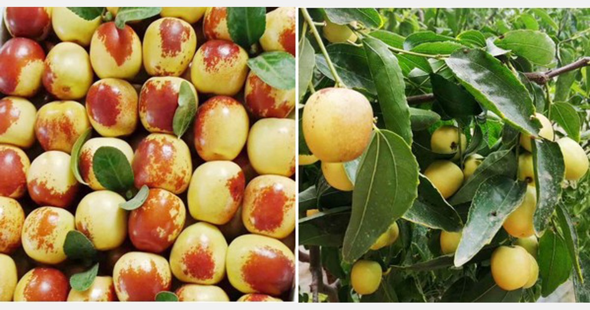 Chinese winter jujube grower focusing on premium fruit