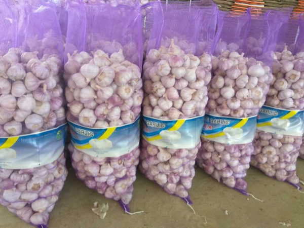 Refrigerated warehouses in China begin to export garlic in bulk