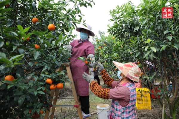 "We expect our production volume of Chinese Orah mandarins to triple ...