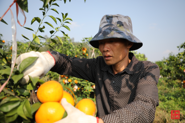"We expect our production volume of Chinese Orah mandarins to triple ...