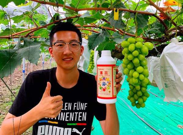 Sunshine Rose grapes from Yunnan are doing well in the Chinese market