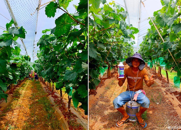 Sunshine Rose grapes from Yunnan are doing well in the Chinese market